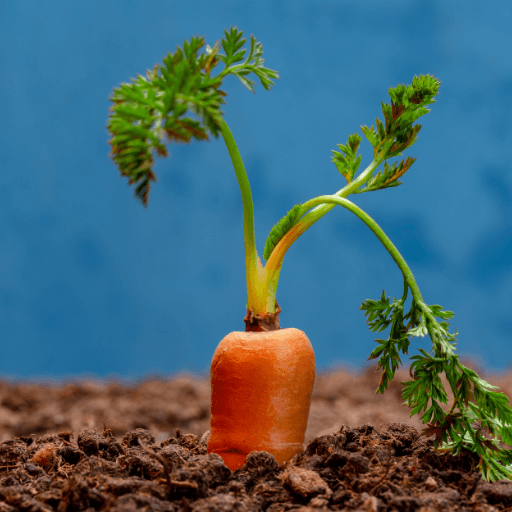 Carrot – A Nutritious & Crunchy Root Vegetable for Your Garden 🥕🌿 ...