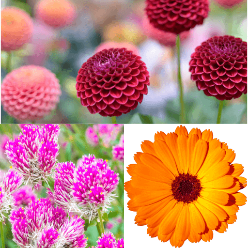 Combo Pack of 50-20 Flower Seeds – Brighten Up Home - EcoFarmBazaar